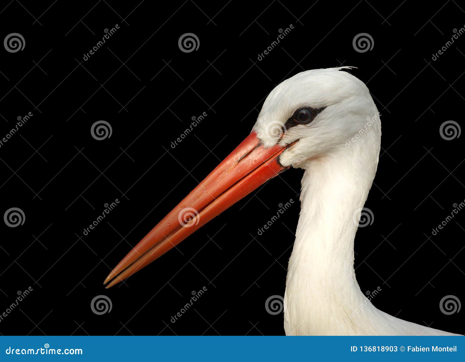 Head of stork stock image. Image of fauna, view, profile - 136818903