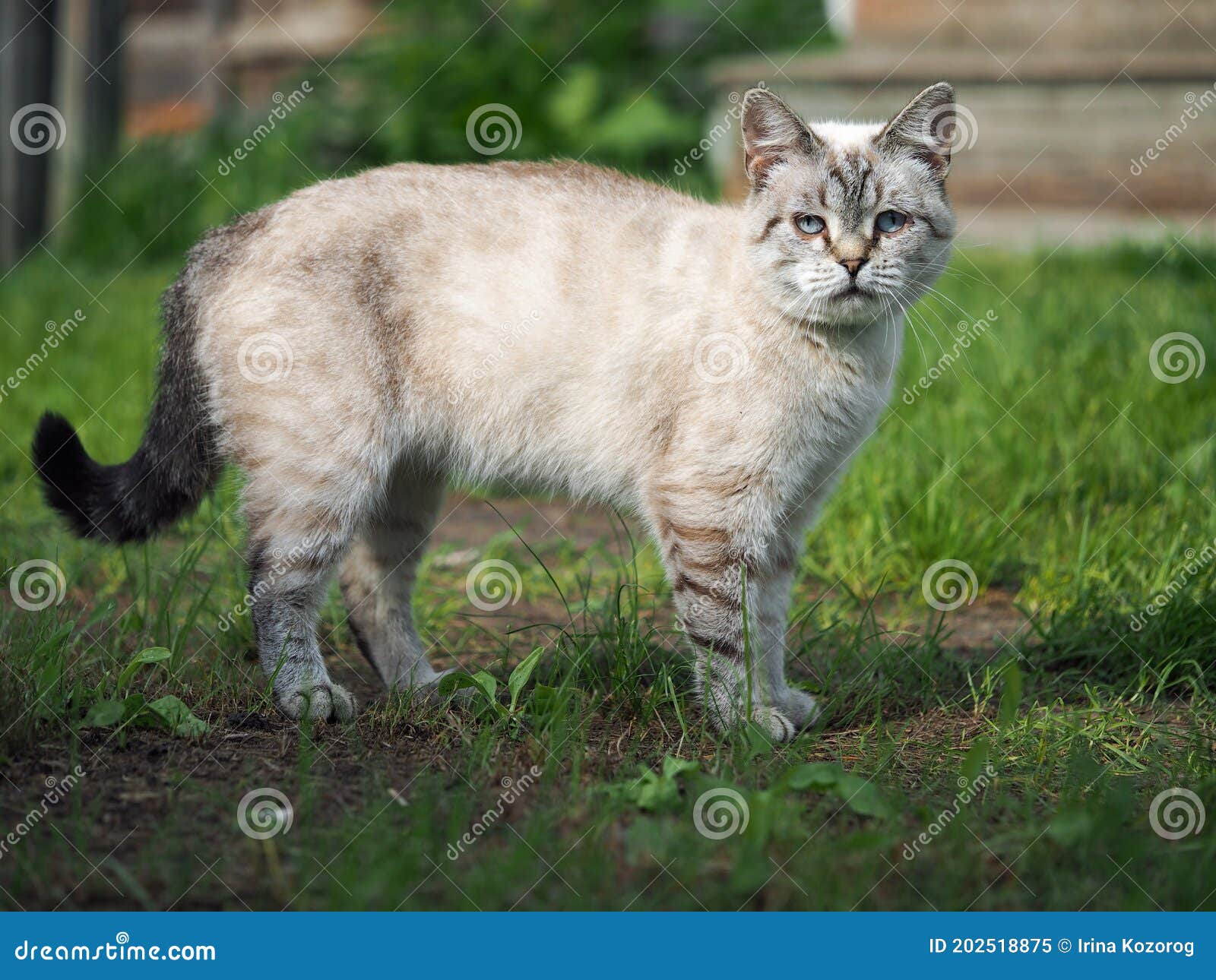 Portrait of a strange cat stock image. Image of problem - 202518875