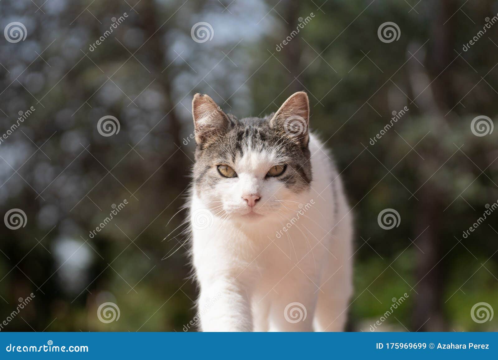 Portrait of a Stray Cat Approaching in Madrid Stock Image - Image of ...