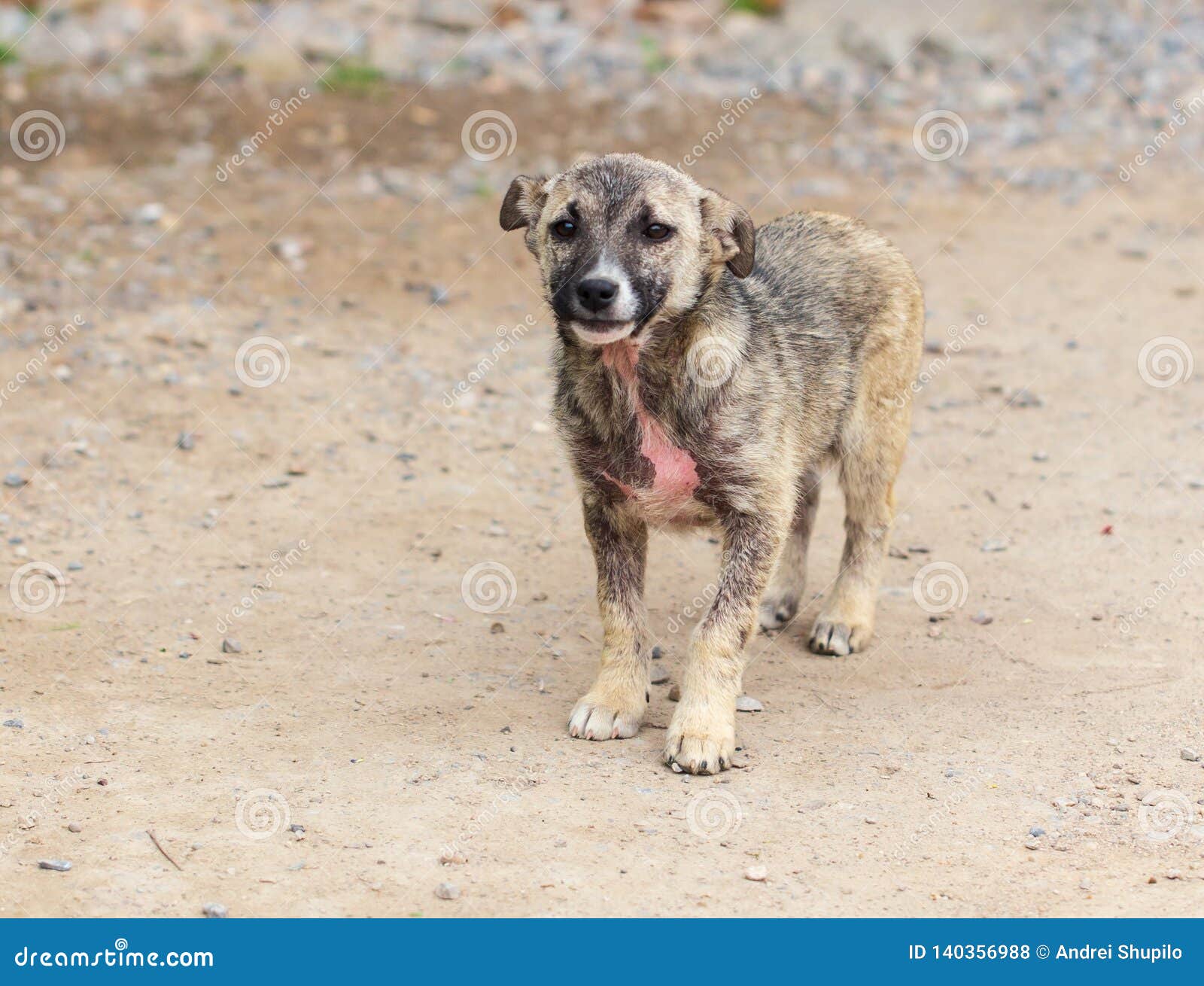 Portrait of a Stray Dog in the City Stock Photo - Image of beach, road ...