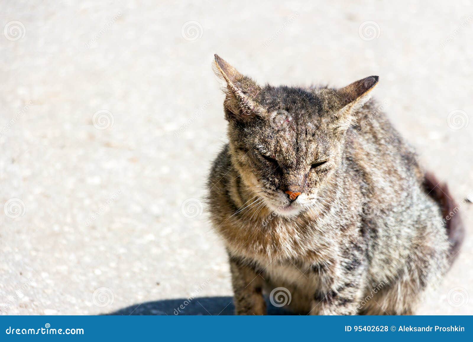 Portrait of a Stray Grey Cat Stock Photo - Image of gray, kitty: 95402628