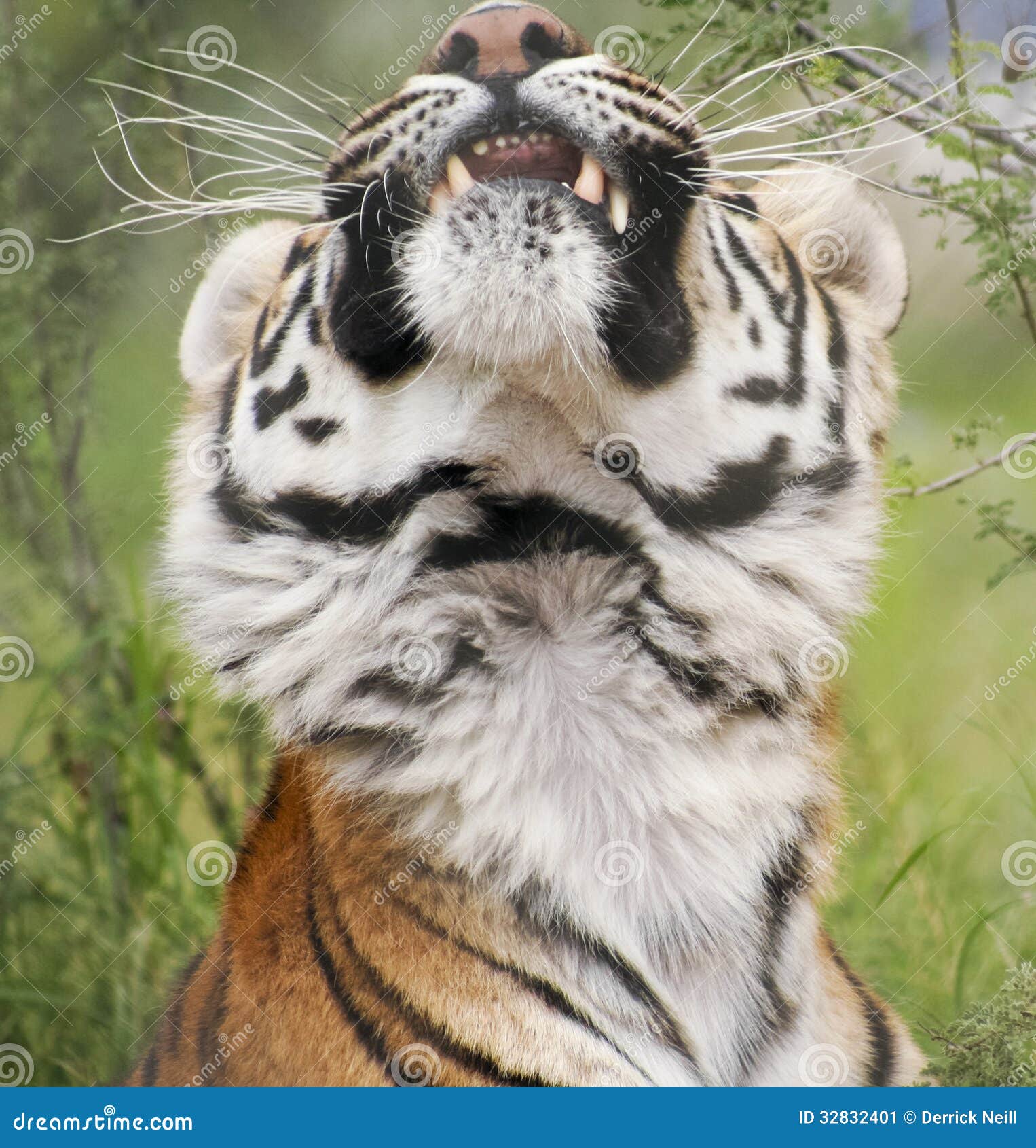 A Portrait of a Stretching Bengal Tiger Stock Image - Image of cats ...