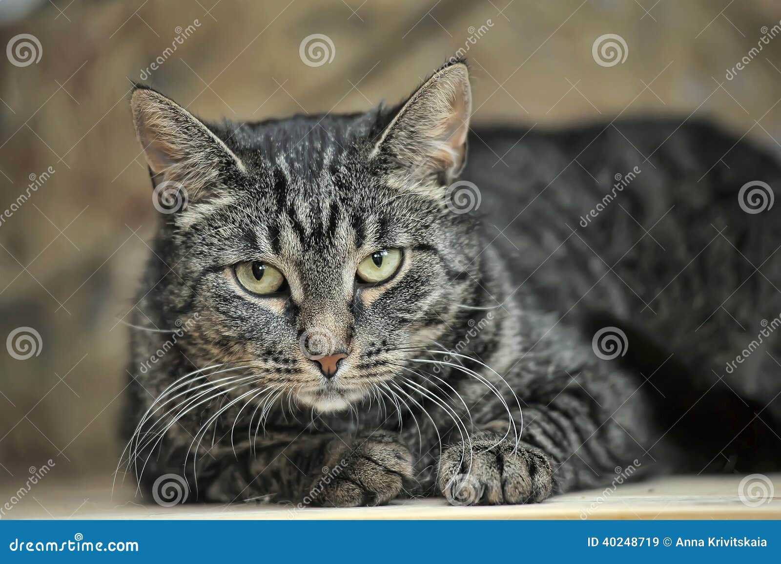 Portrait of a striped cat stock image. Image of domestic - 40248719