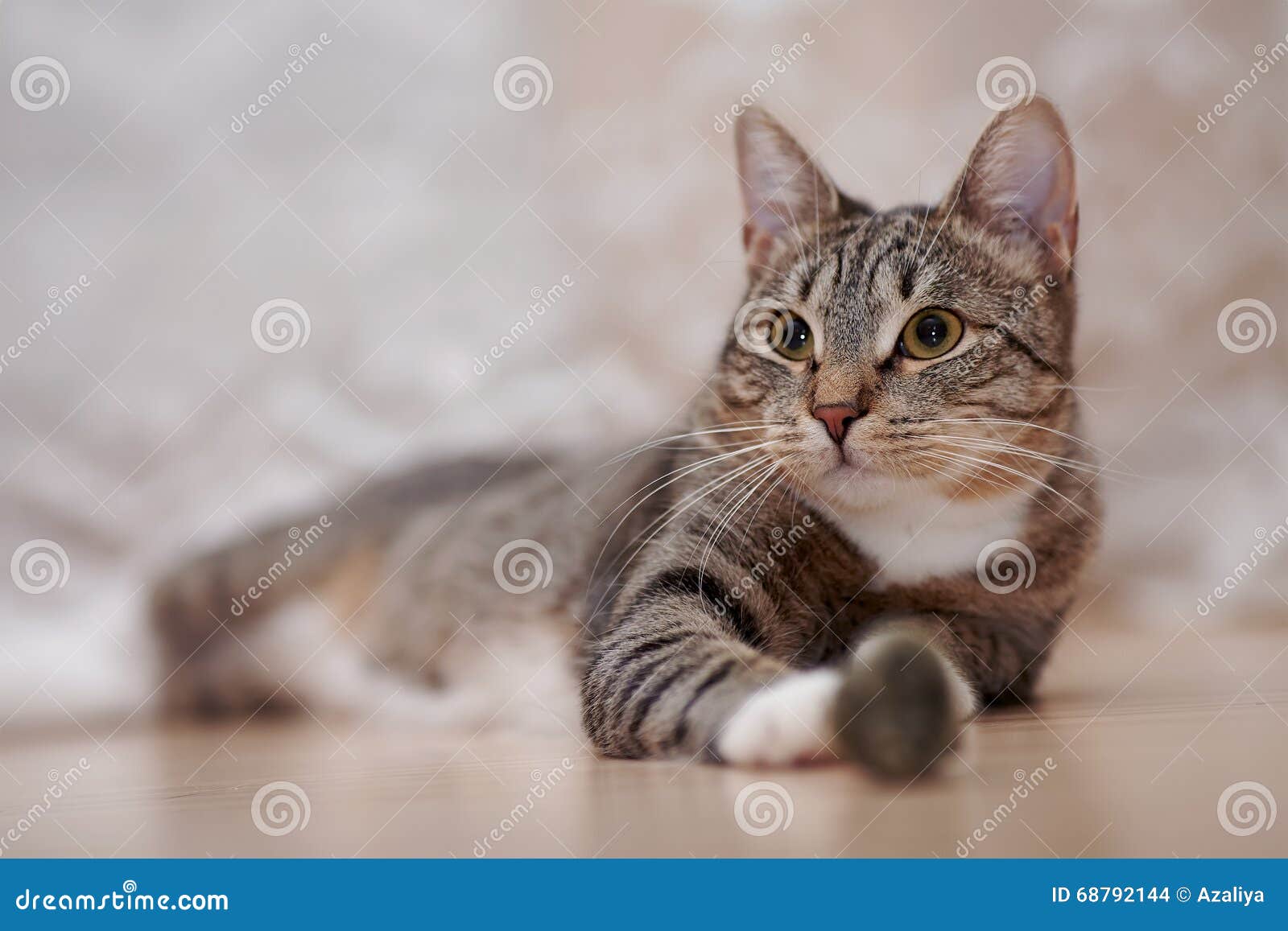 Portrait of a striped cat stock photo. Image of animal - 68792144