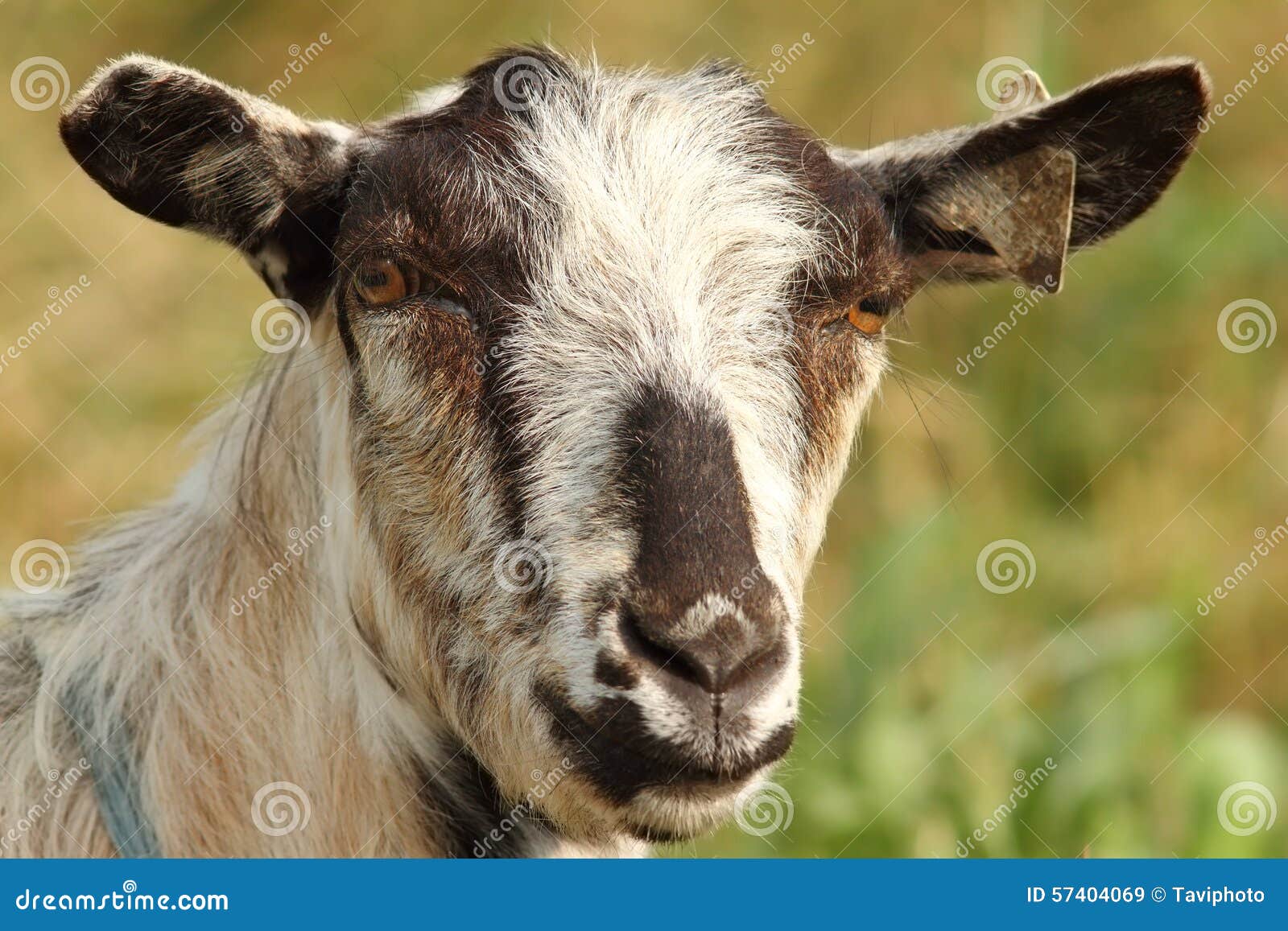 Portrait of striped goat stock image. Image of eyes, domestic - 57404069