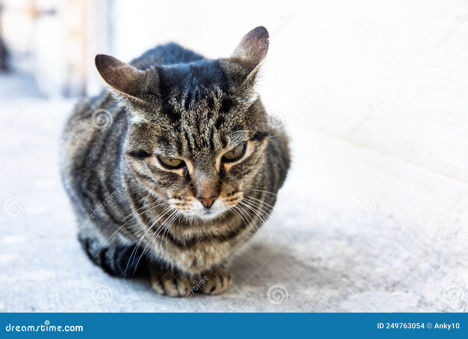 Portrait of a Striped Tabby Cat Stock Photo - Image of black, mammal ...