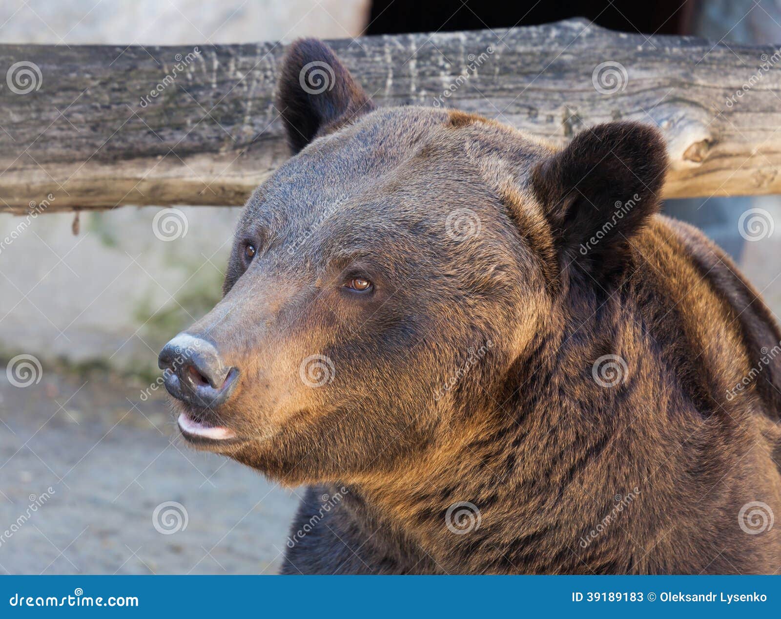 Portrait of Strong Brown Bear Stock Image - Image of siberian, outdoors ...