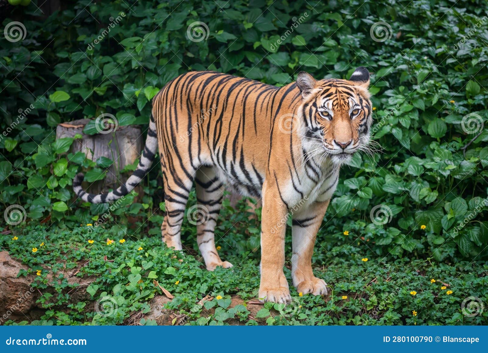 Portrait of Strong Tiger Standing in Forest Stock Photo - Image of ...