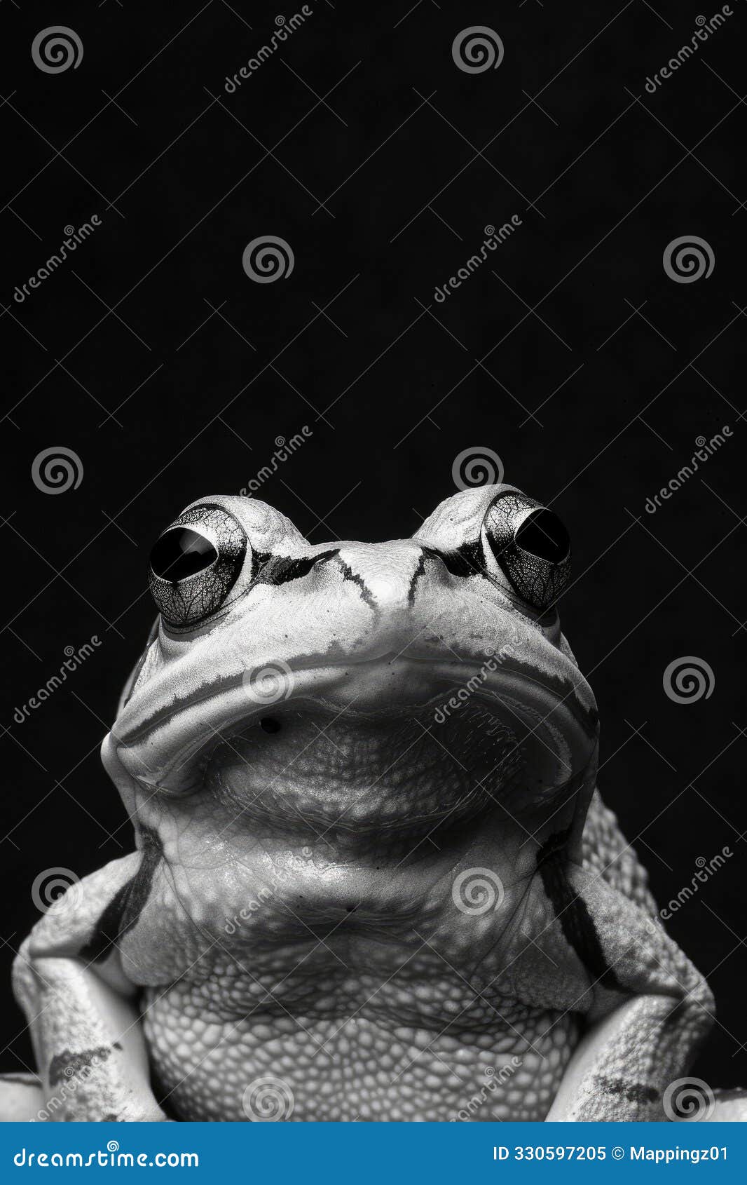 Portrait Studio Photograph of Frog Black and White Stock Illustration ...