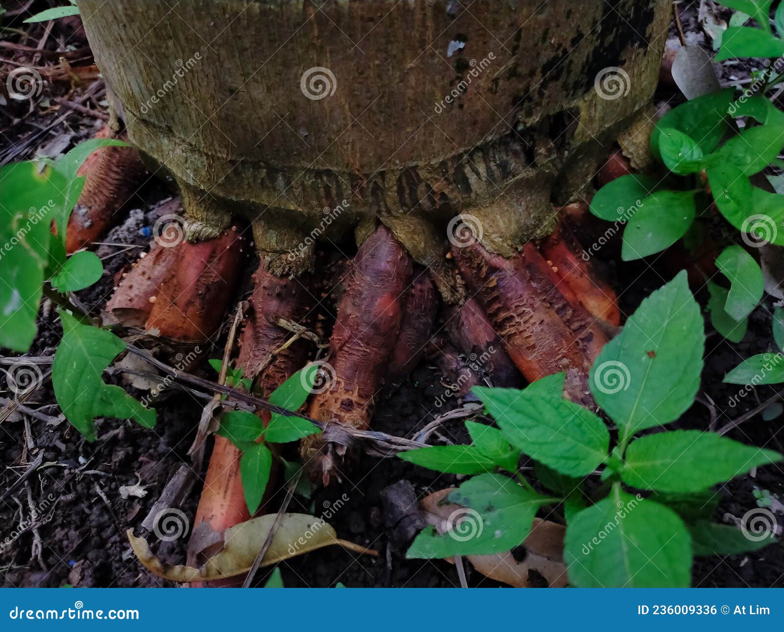 Portrait of a Sturdy Areca Root Stock Photo - Image of grass, jungle ...