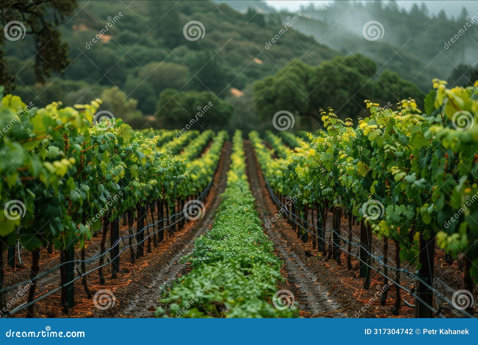 Portrait Style Image of Rows in a Vineyard, Focusing on the Vertical ...