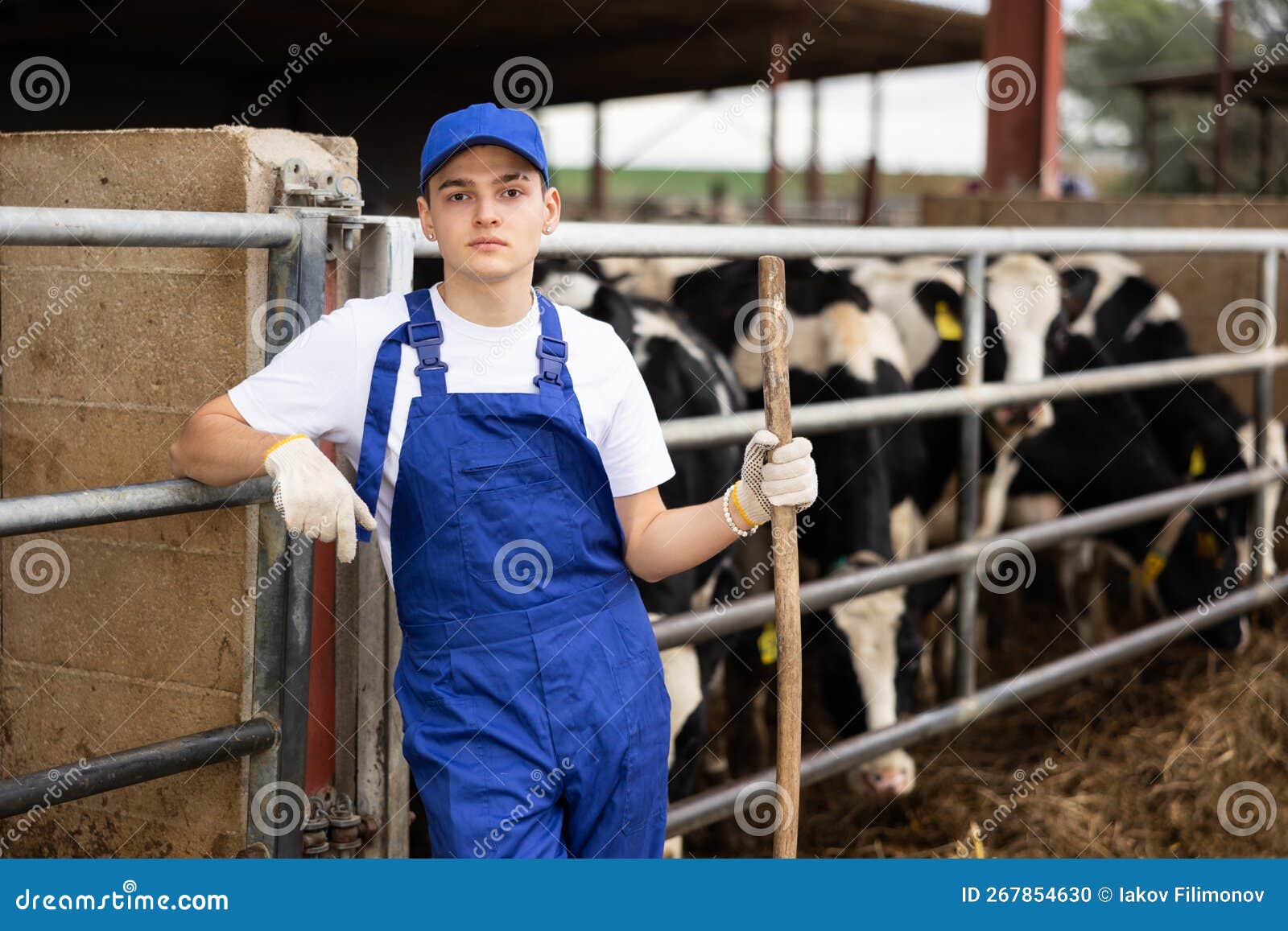 Portrait of Successful European Male Farmer Posing in Cowshed Stock ... Portrait of Successful European Male Farmer Posing in Cowshed Stock ...