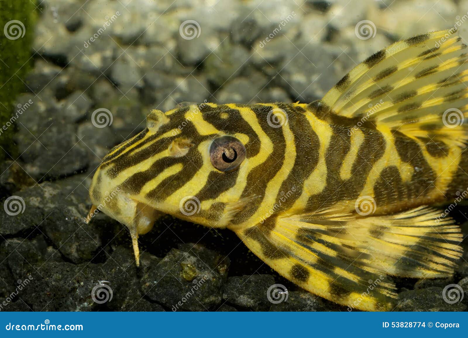 Portrait of Suckermouth Fish Stock Photo - Image of swimming, portrait ...