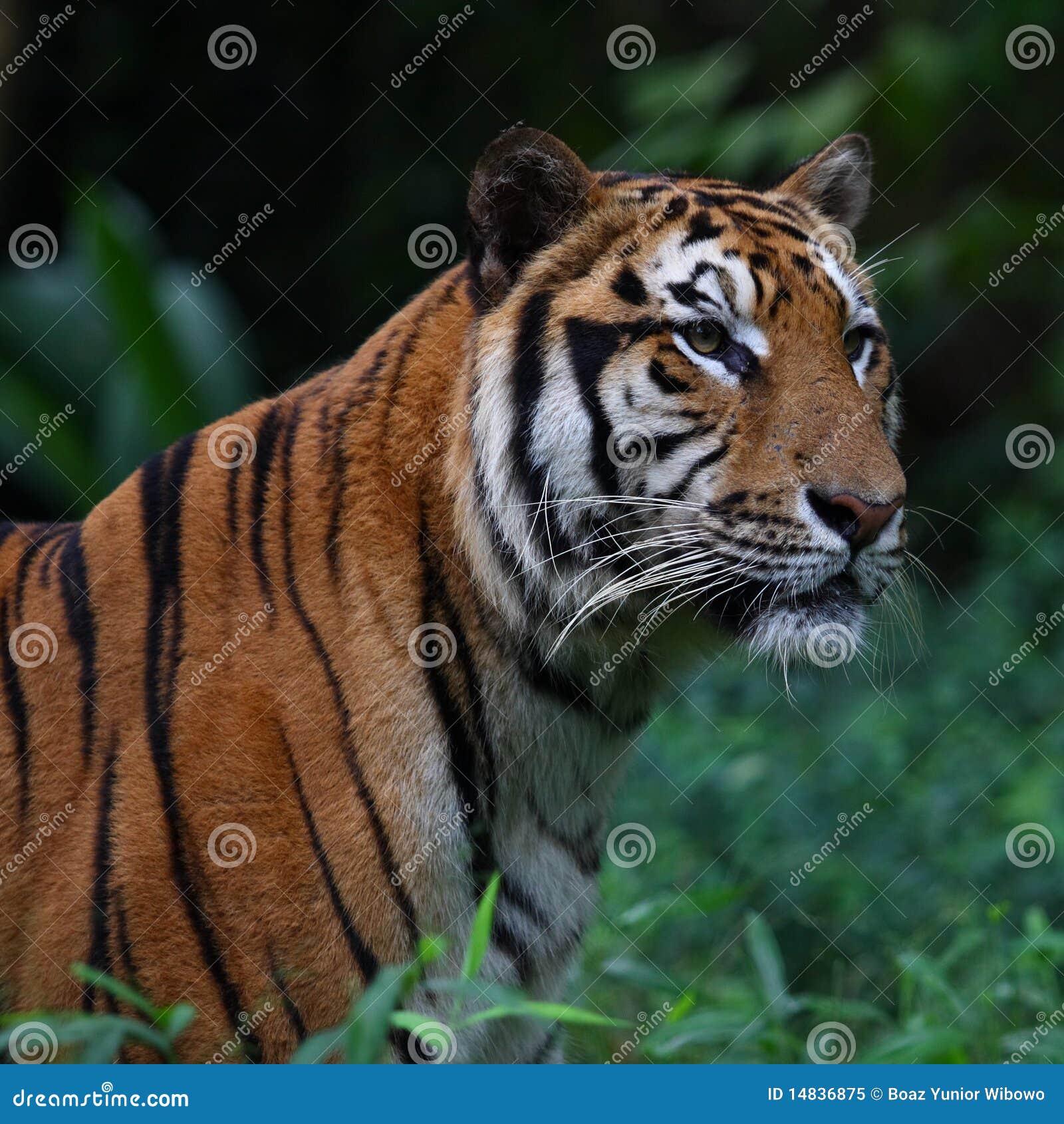 Portrait of Sumatran Tiger stock image. Image of wild - 14836875