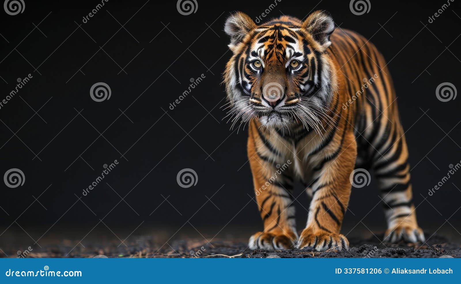 Sumatran Tiger (Panthera Tigris Altaica) Stock Illustration ...