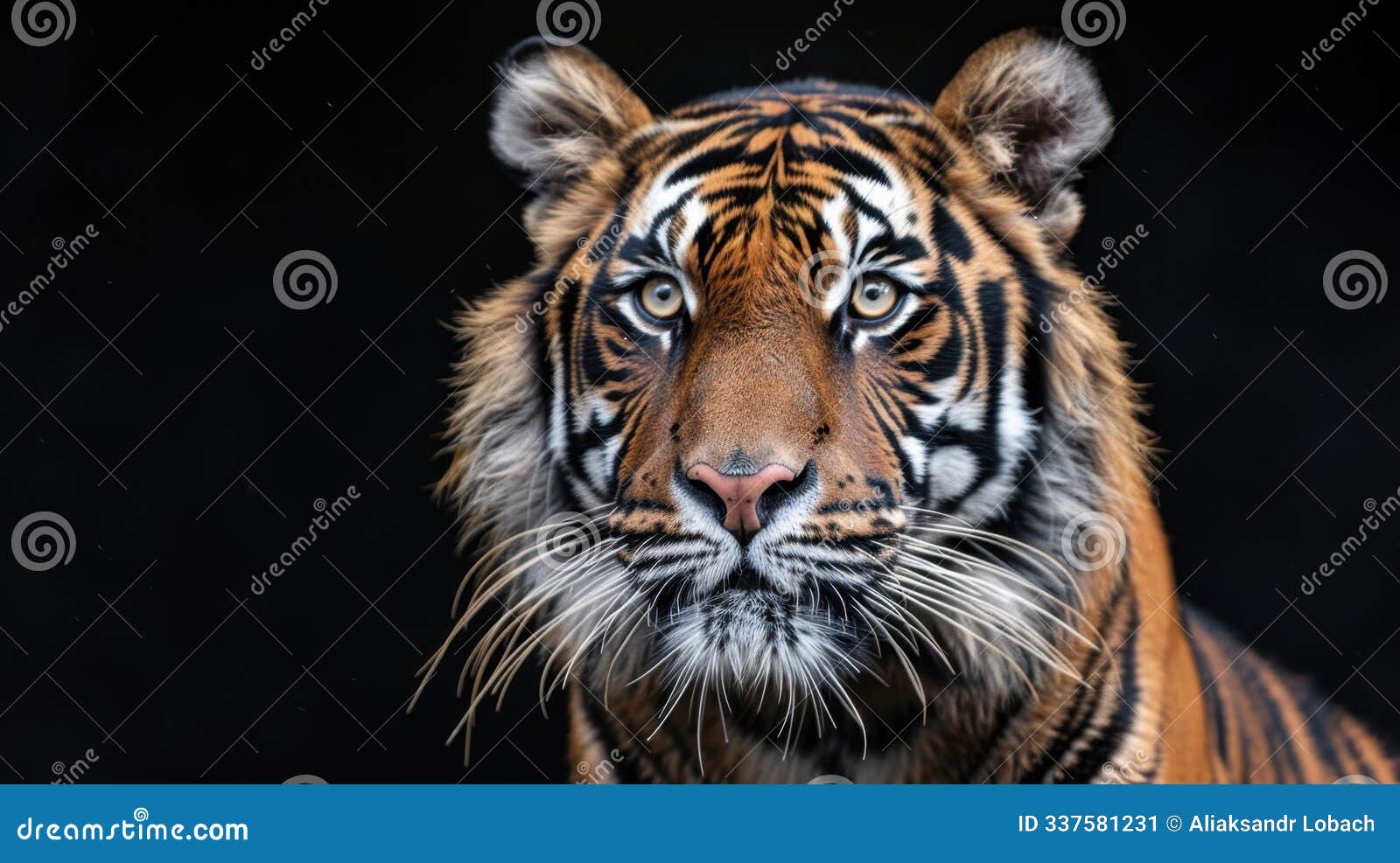 Sumatran Tiger (Panthera Tigris Altaica) Stock Illustration ...