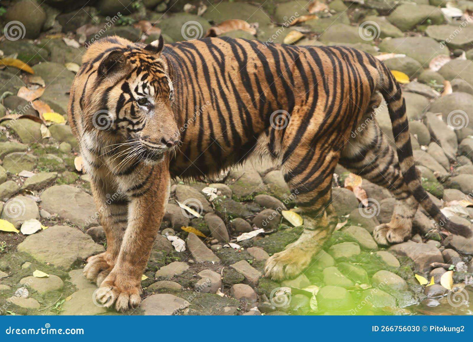 Portrait of a Sumatran Tiger Looking Back Stock Photo - Image of ...