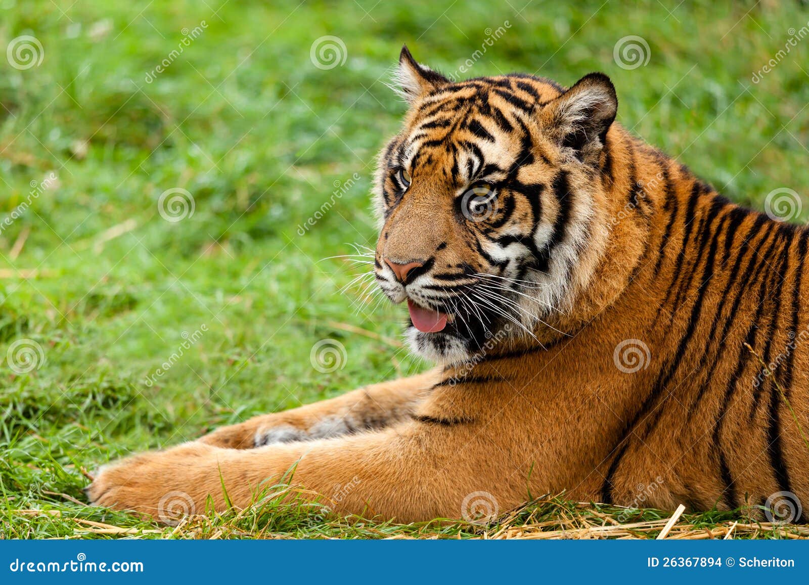 Portrait of Sumatran Tiger Lying Down Stock Photo - Image of predator ...