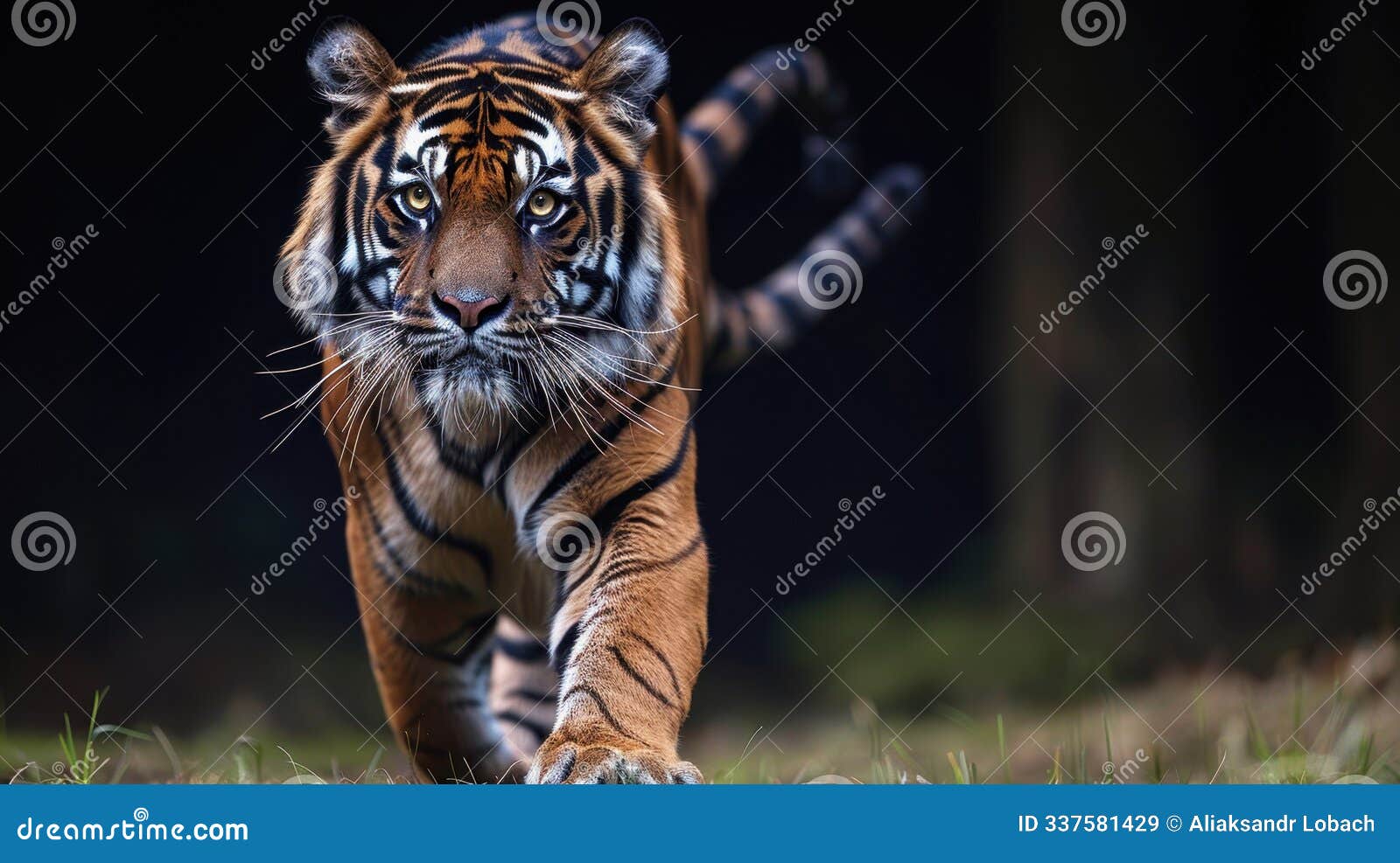 Portrait Of A Sumatran Tiger On A Black Isolated Background Royalty ...