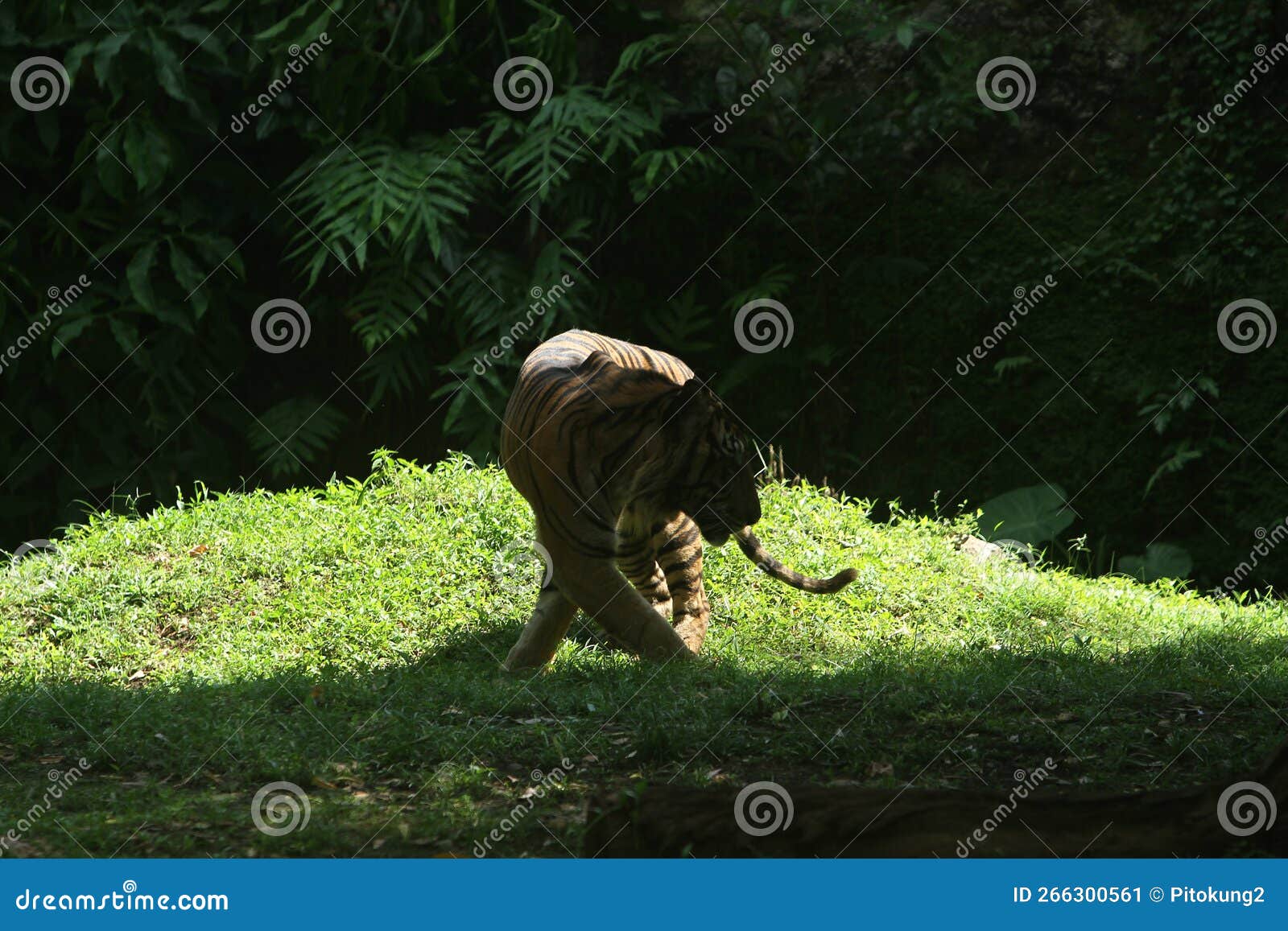 Portrait of a Sumatran Tiger Turning Around and Avoiding the Light ...