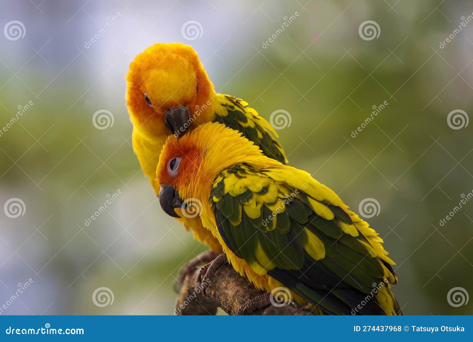 Portrait of Sun Parakeet Face in Profile Stock Photo - Image of yellow ...