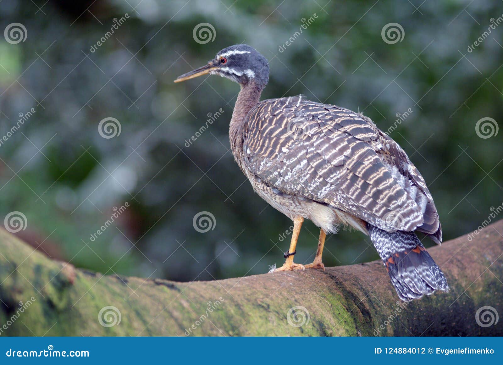 Closeup Image of Sunbittern Stock Photo - Image of standing, eurypyga ...