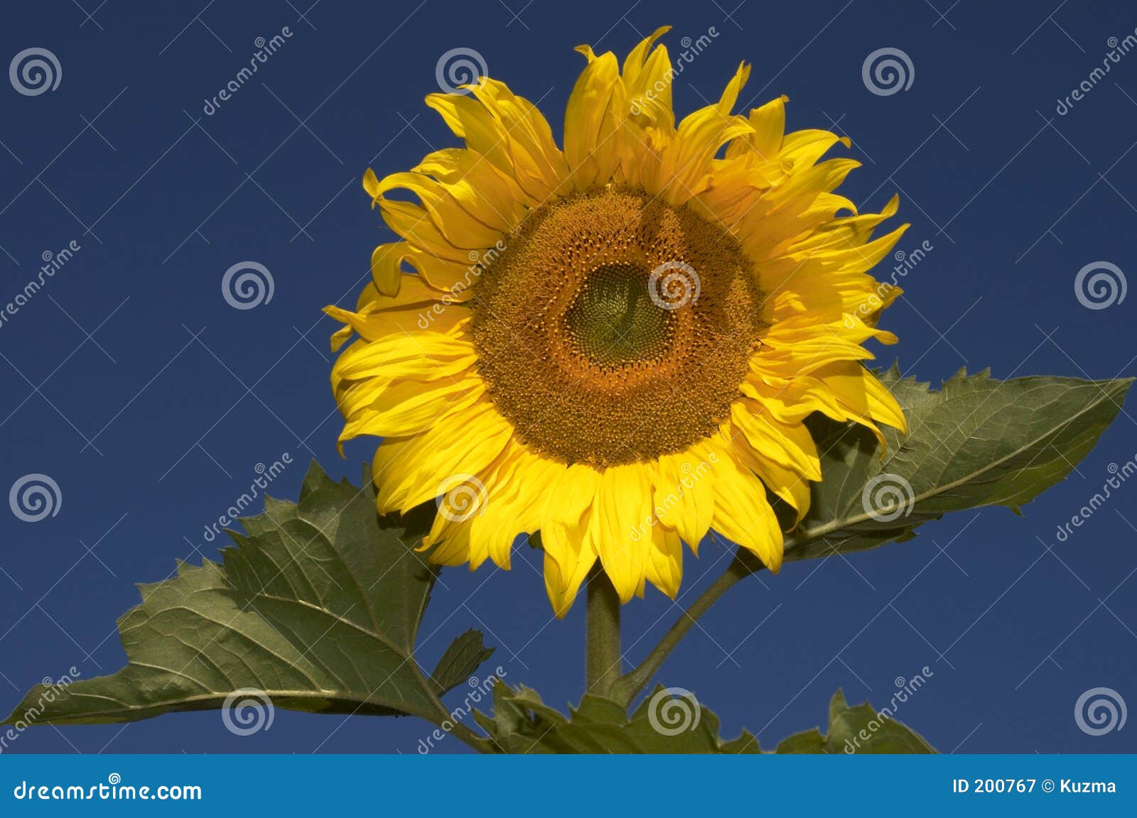 Portrait of the sunflower stock image. Image of sunflower - 200767