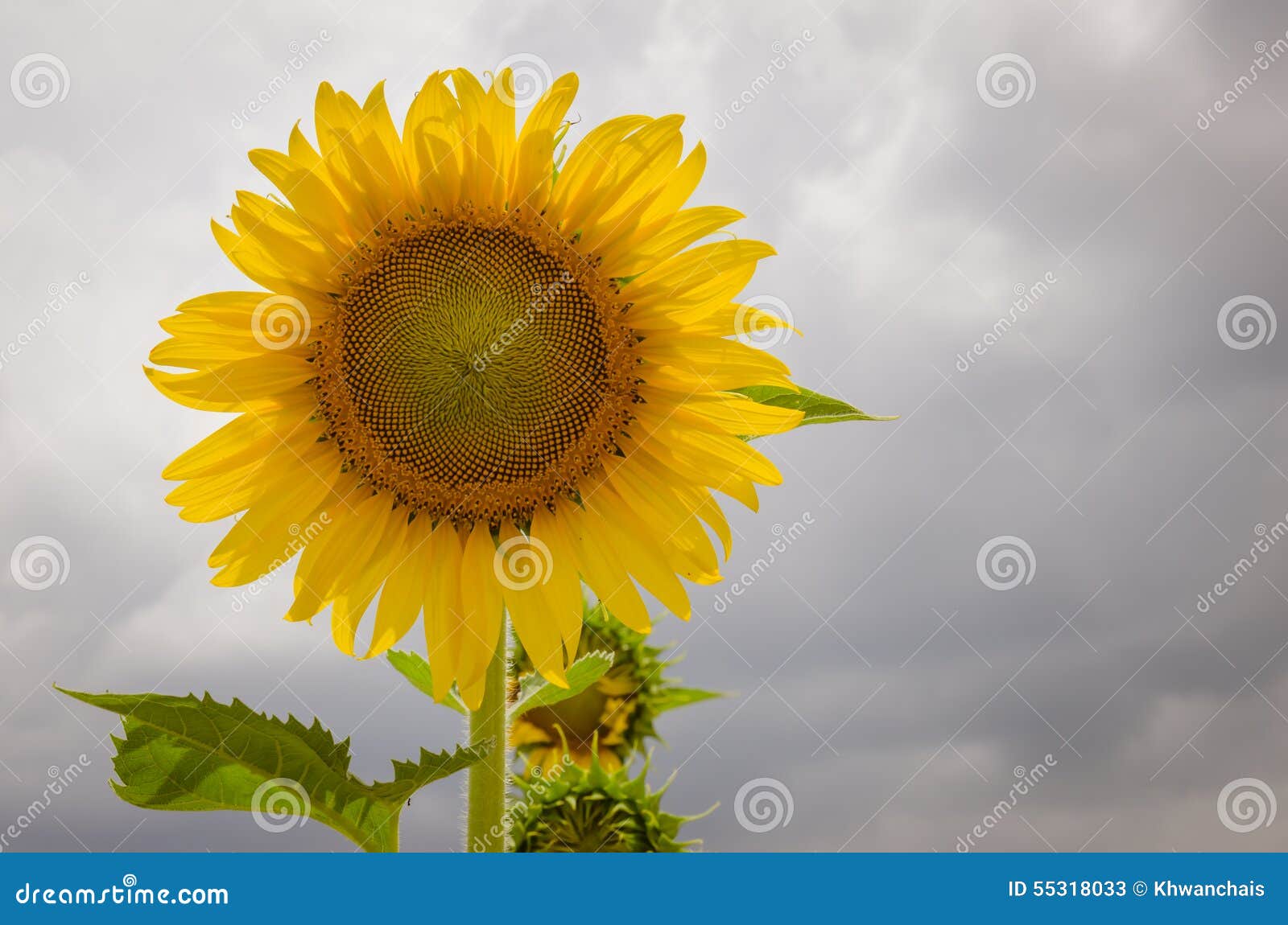 Portrait of a sunflower stock image. Image of harvest - 55318033