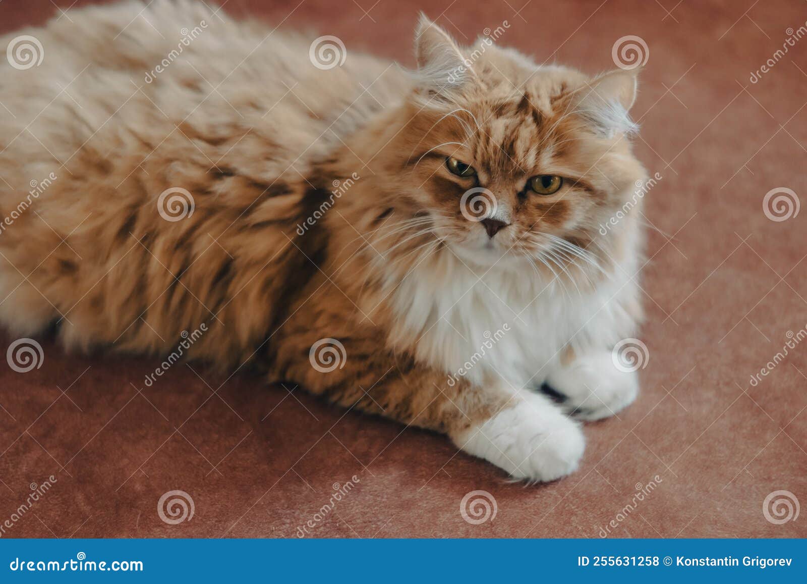 Portrait of Surly Red Ginger Cat Lying on Orange Sofa Stock Photo ...