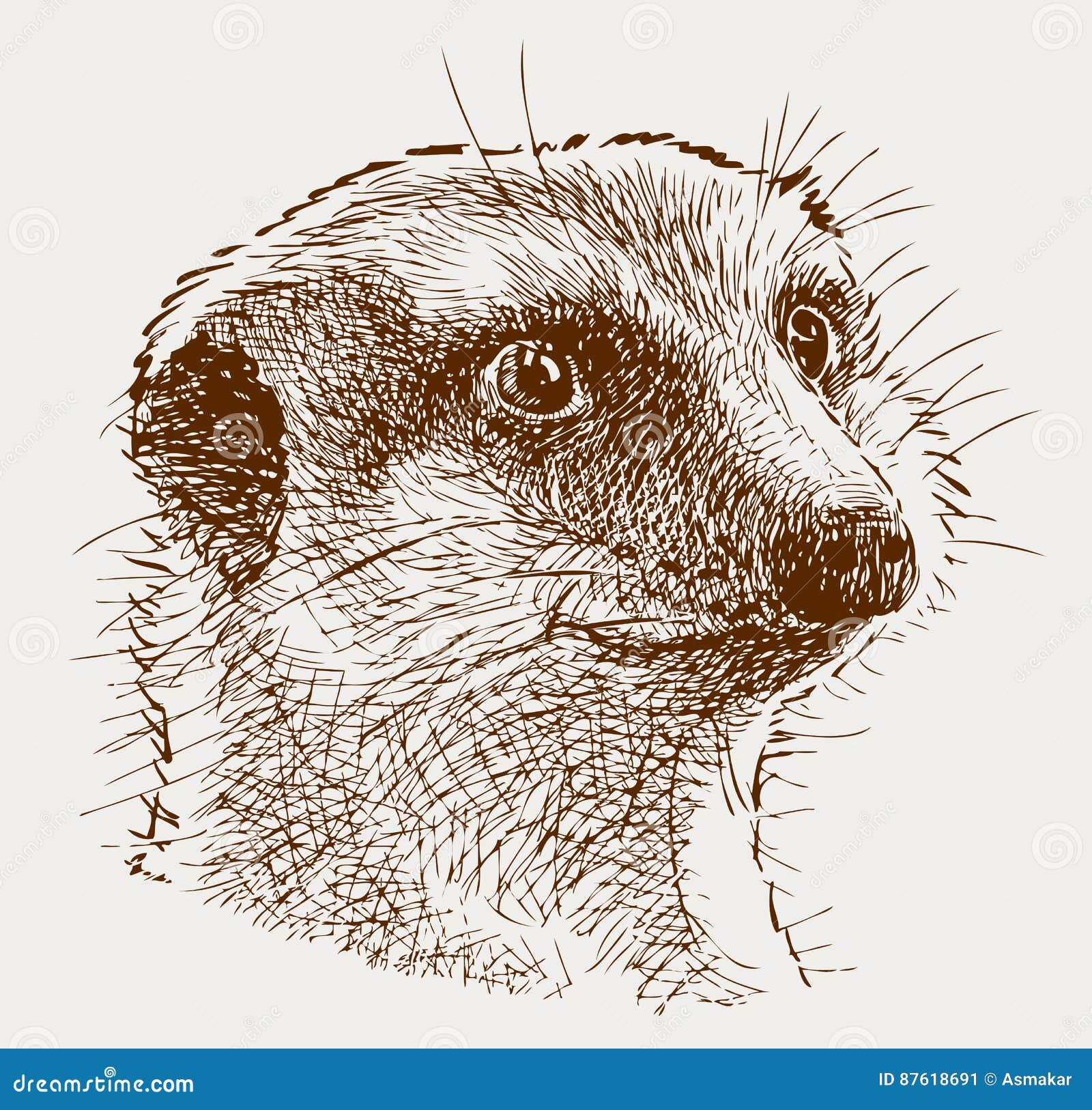 Portrait of a Surprised Mongoose Stock Vector - Illustration of snout ...