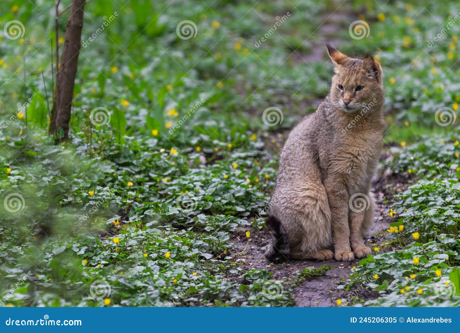 Portrait of a Swamp Cat in the Forest Stock Image - Image of park ...