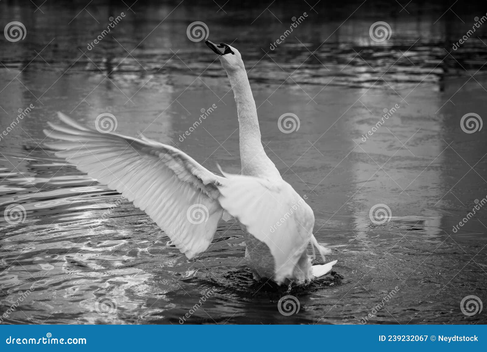 A Swan Flapping Its Wings in the Water Stock Image - Image of season ...