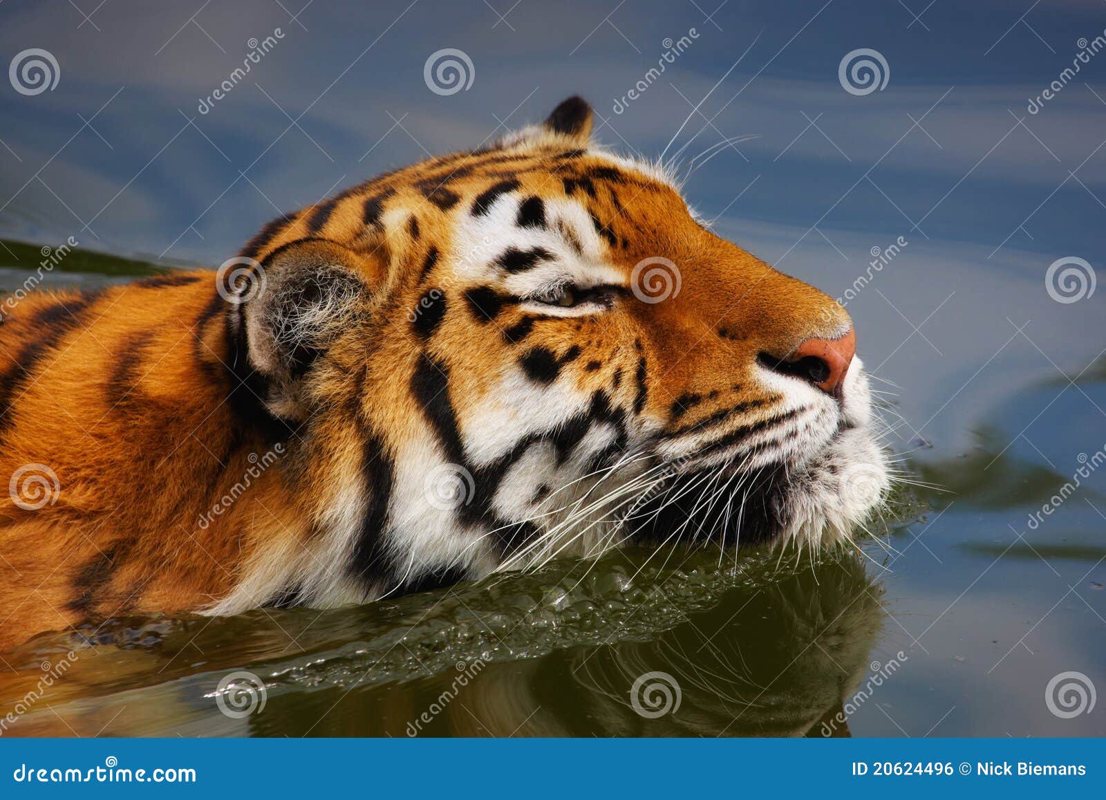 Portrait of a Swimming Siberian Tiger Stock Photo - Image of swim ...