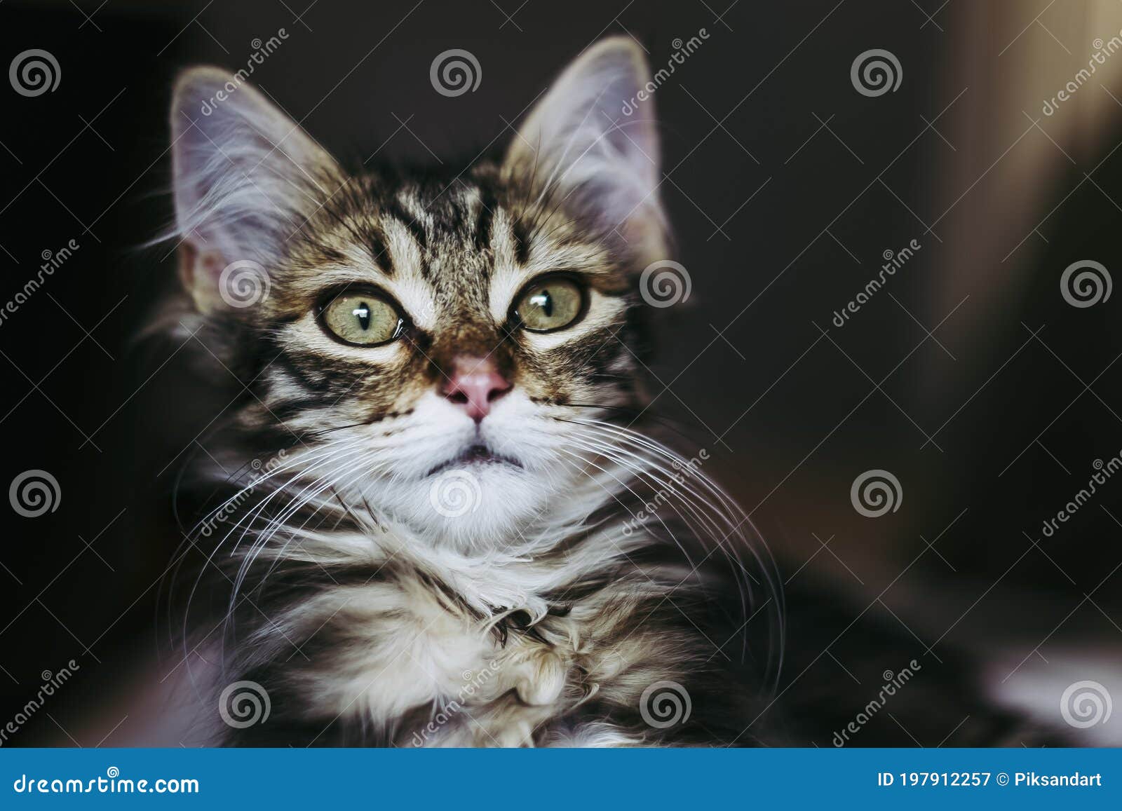 Portrait of a Tabby Angora Kitten at Home Stock Image - Image of ...