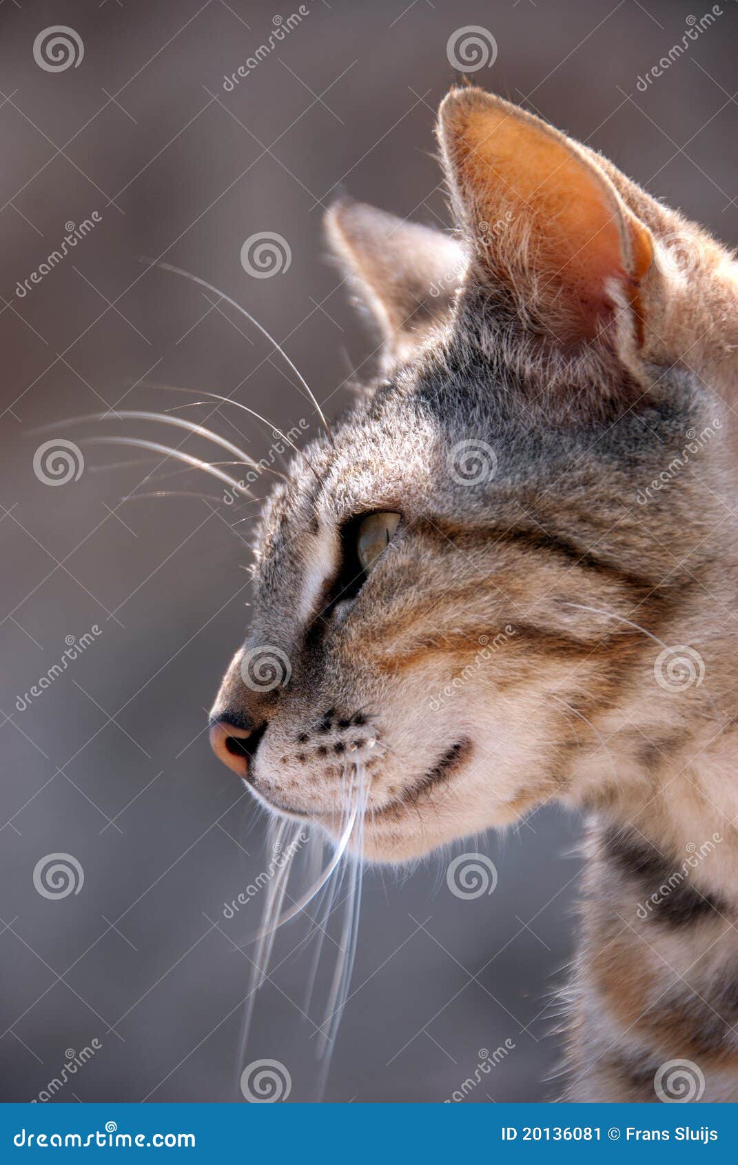Portrait of tabby cat stock image. Image of catus, view - 20136081