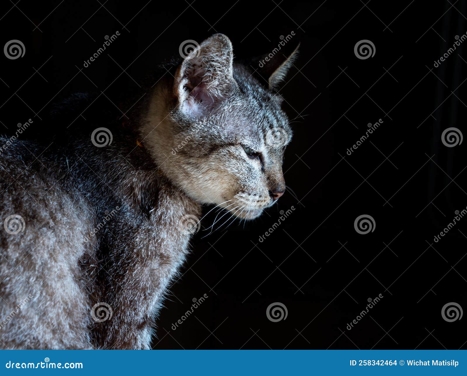 Portrait of Tabby Cat Sitting Stock Photo - Image of gray, attentive ...