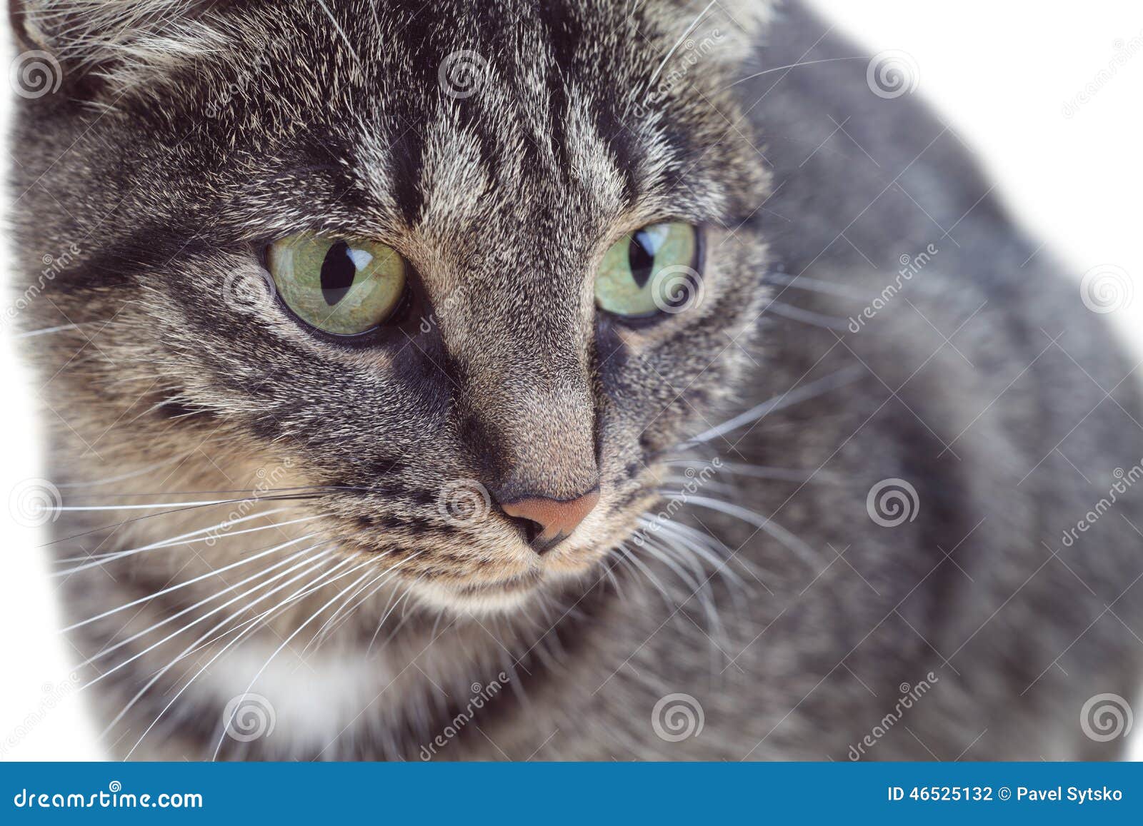Tabby Cat With Green Eyes Lying In Bed. Closeup Of A Tabby Cat Relaxing ...