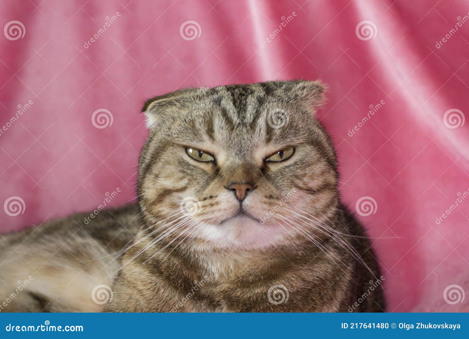 Portrait of a Tabby, Sly Cat on a Pink Background Stock Photo - Image ...
