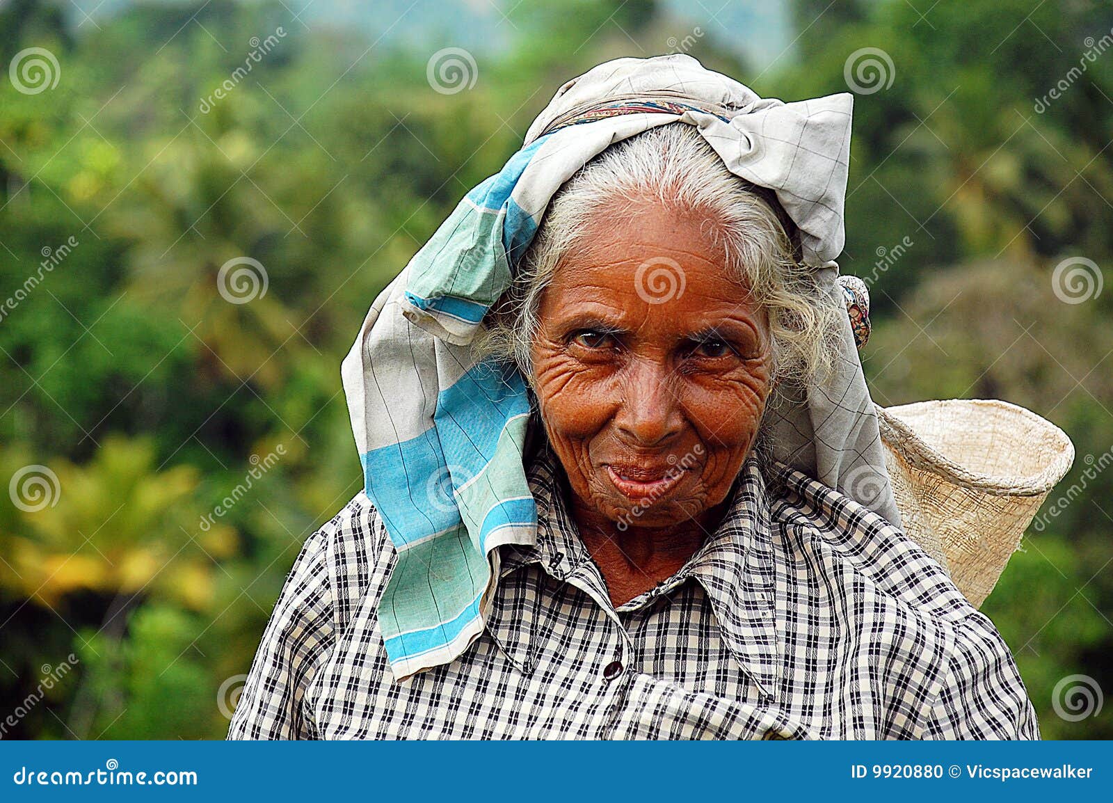 Tamil Women With Typical Colorful Dress Working In Tea Plantation Sri ...