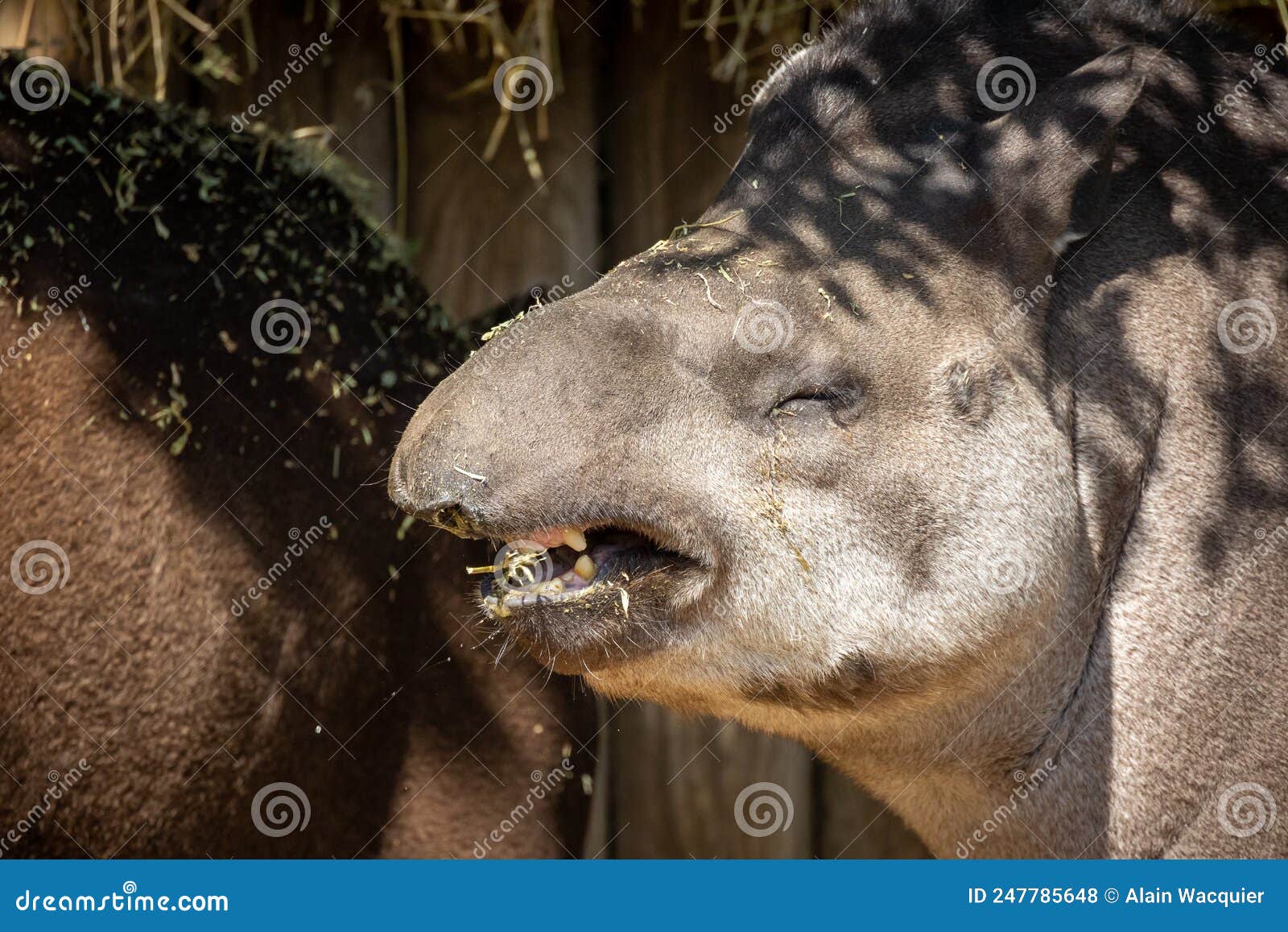 Portrait of a Tapir in a Zoo Stock Photo - Image of portrait, animal ...