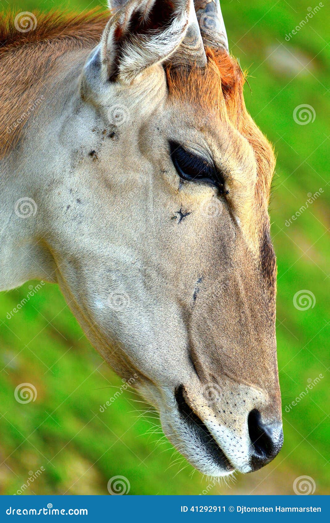 Portrait of a Taurotragus Oryx Stock Image - Image of field, park: 41292911