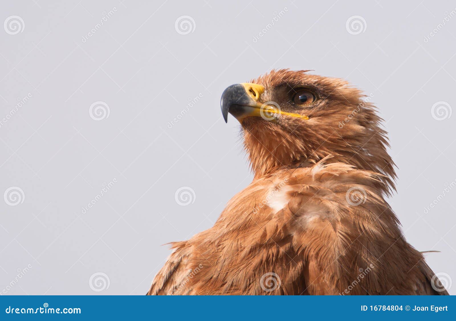Portrait of a Tawny Eagle stock photo. Image of prey - 16784804