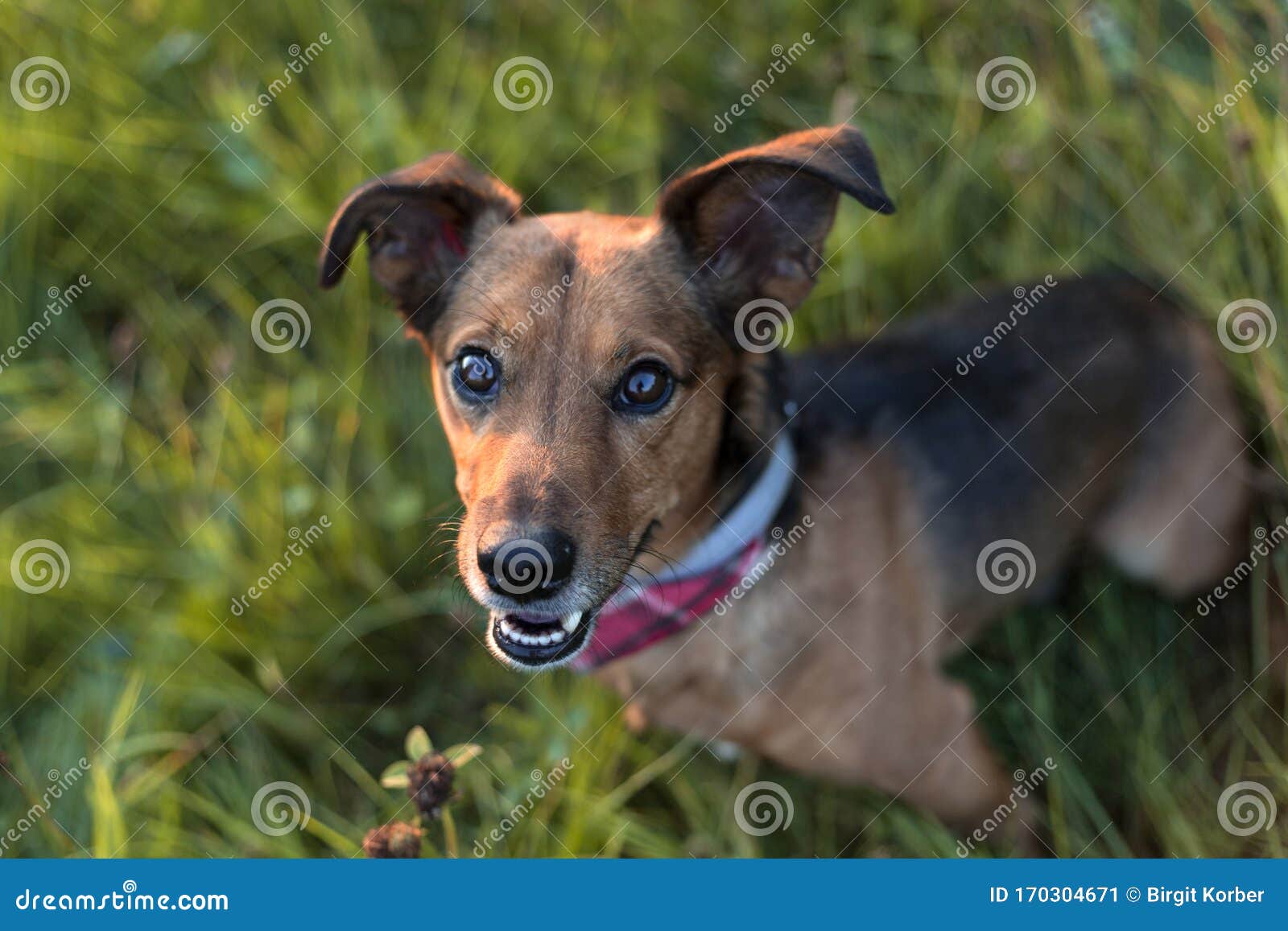 Portrait of a Terrier Dachshund Mix Stock Image - Image of outdoors ...