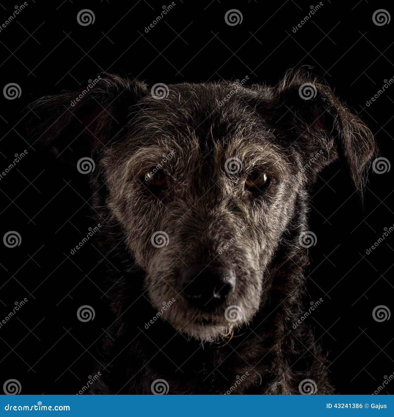 Portrait of a terrier dog stock photo. Image of face - 43241386