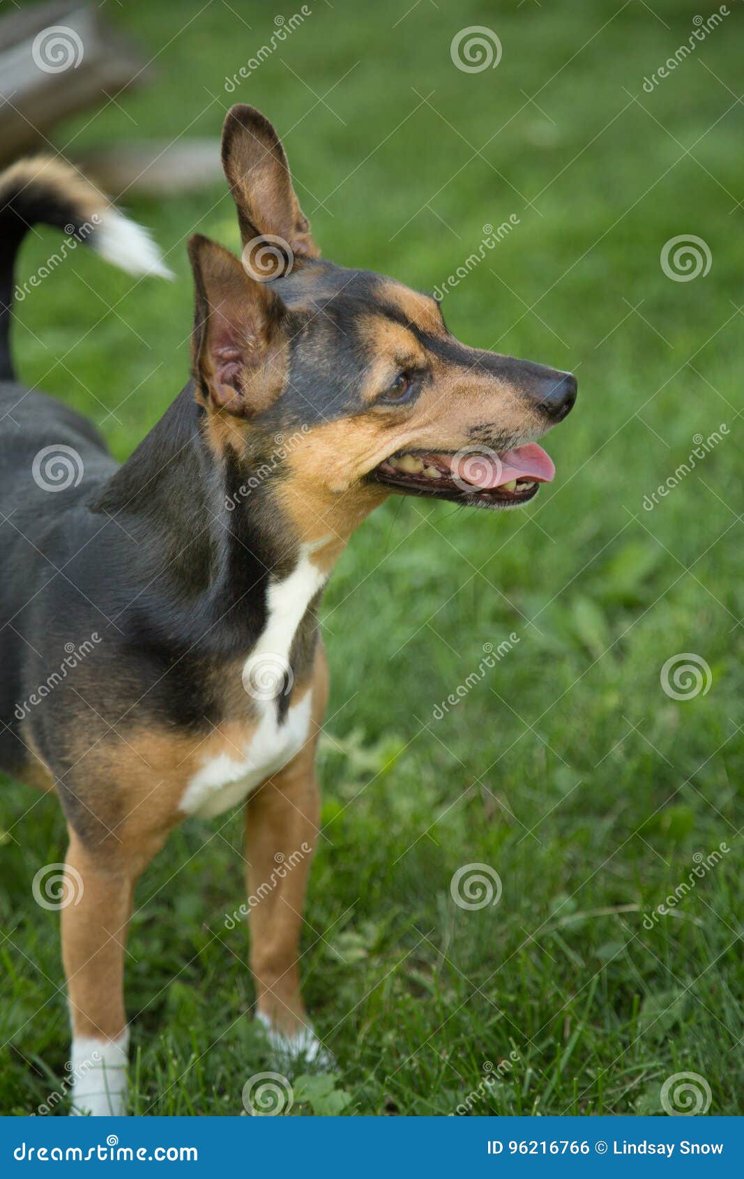 Portrait of a Terrier stock photo. Image of small, outdoor - 96216766