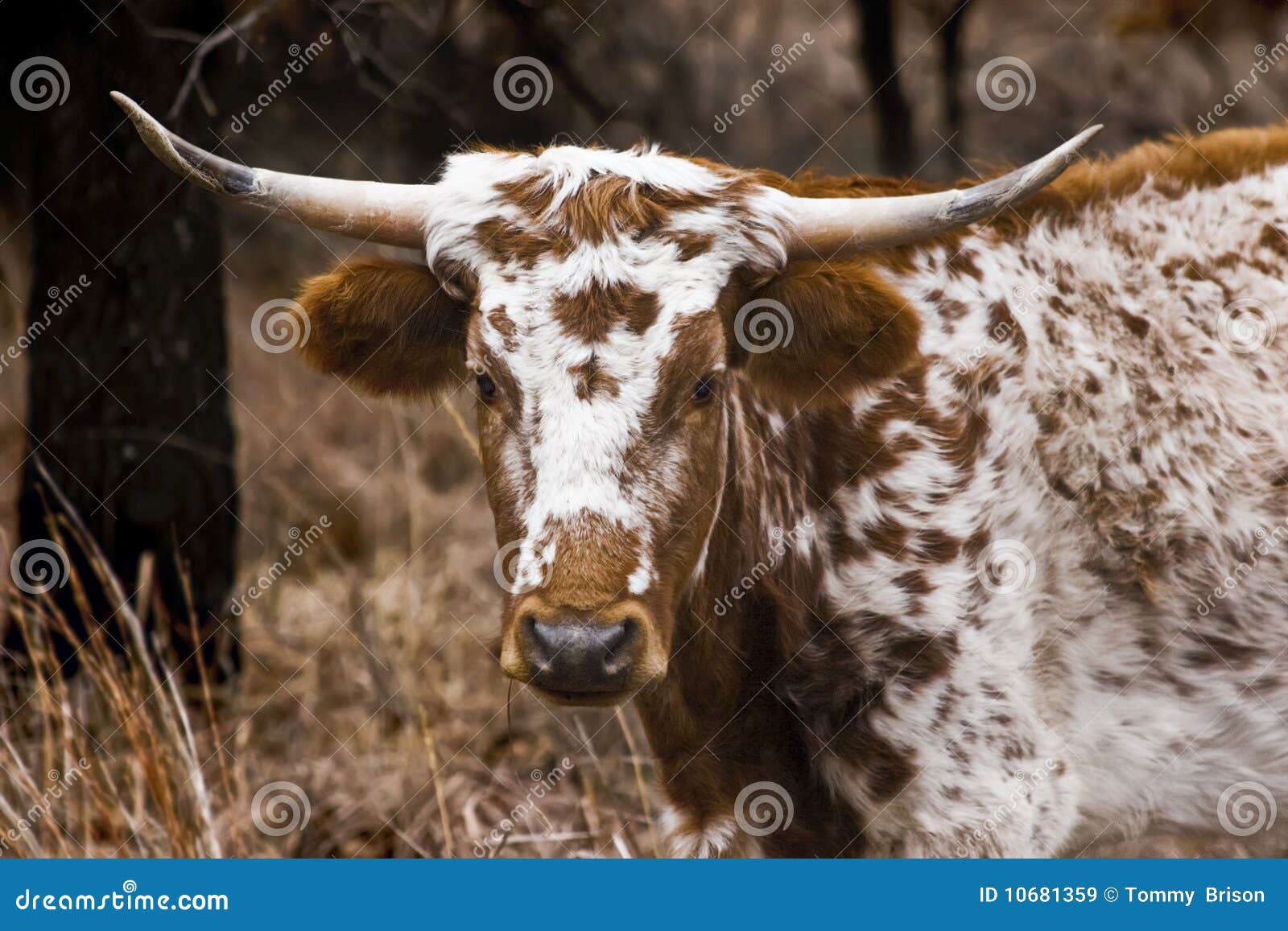 Portrait of a Texas Longhorn Stock Image - Image of portrait, color ...