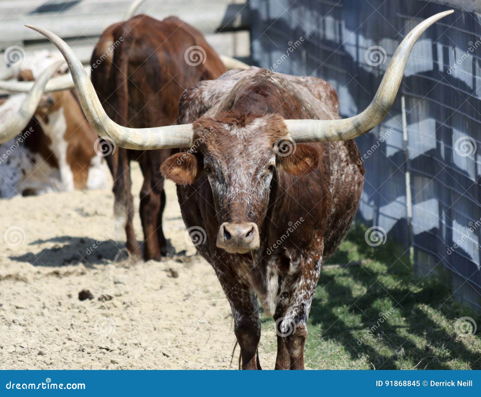 A Portrait of a Texas Longhorn Steer Stock Image - Image of cowboy ...