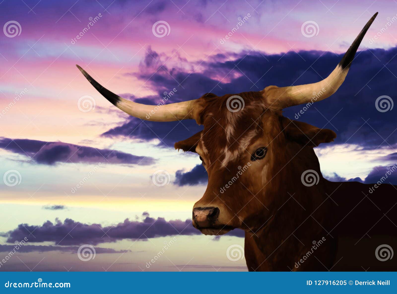 A Portrait of a Texas Longhorn at Sunset Stock Image - Image of dawn ...
