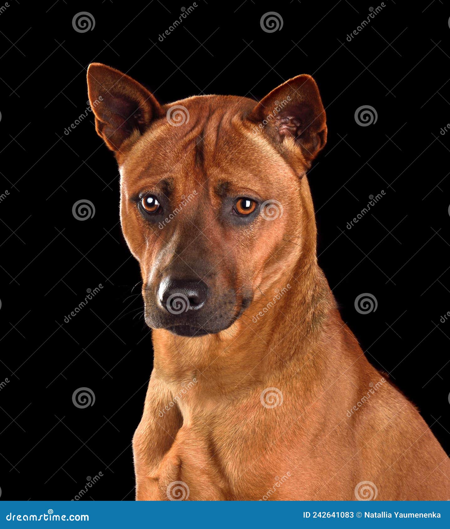 Red Thai Ridgeback
