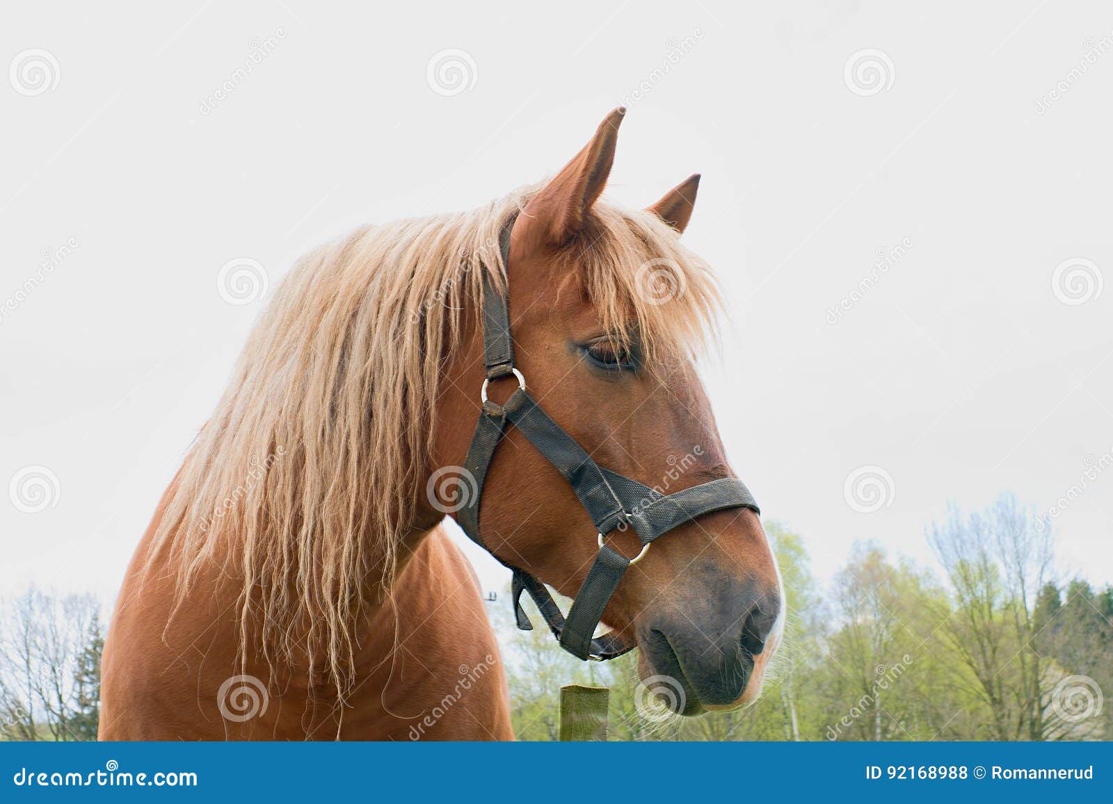 Portrait of a Thoroughbred Chestnut Stallion. Horse Head Stock Photo ...